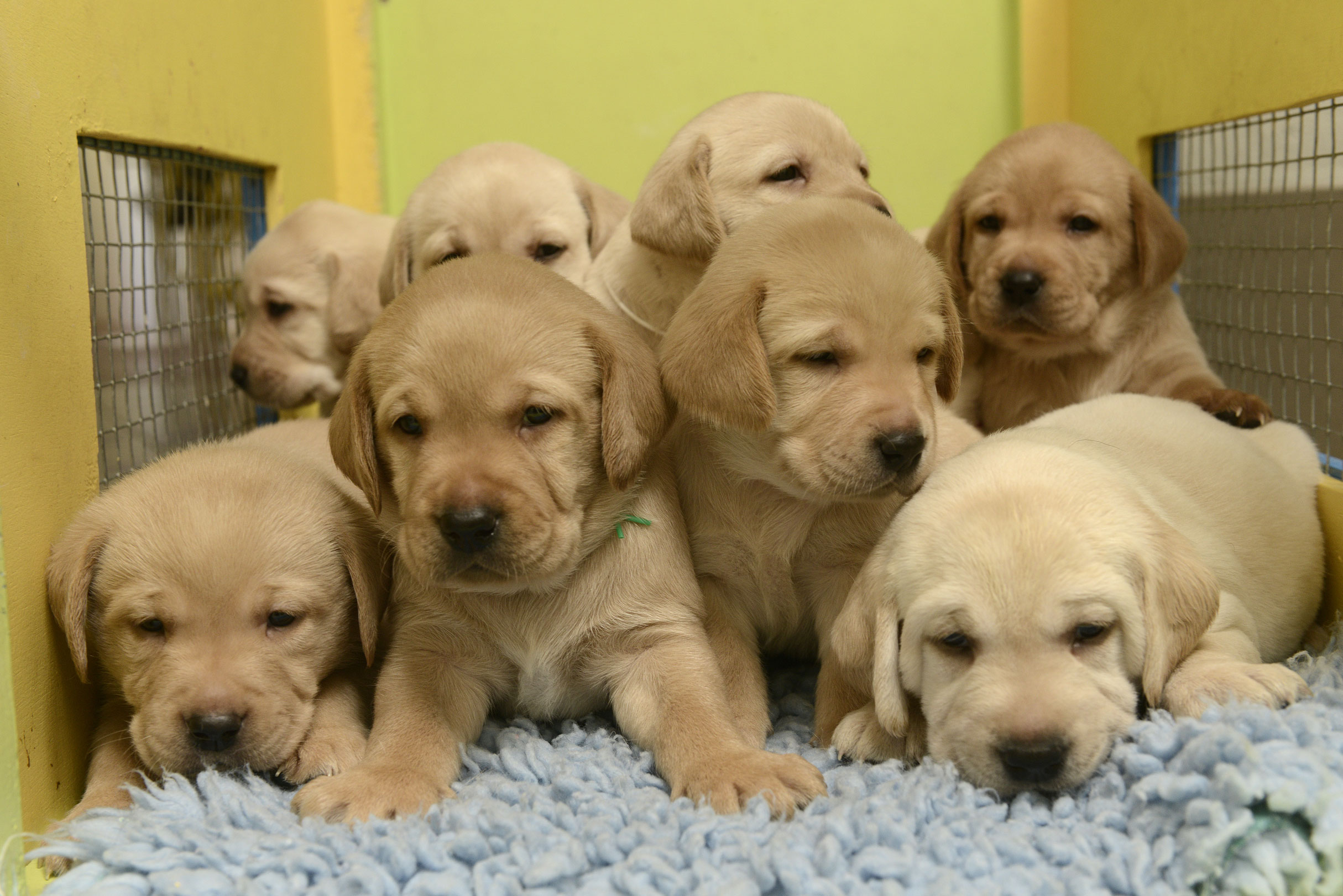 La provenance des chiens guides d'aveugles